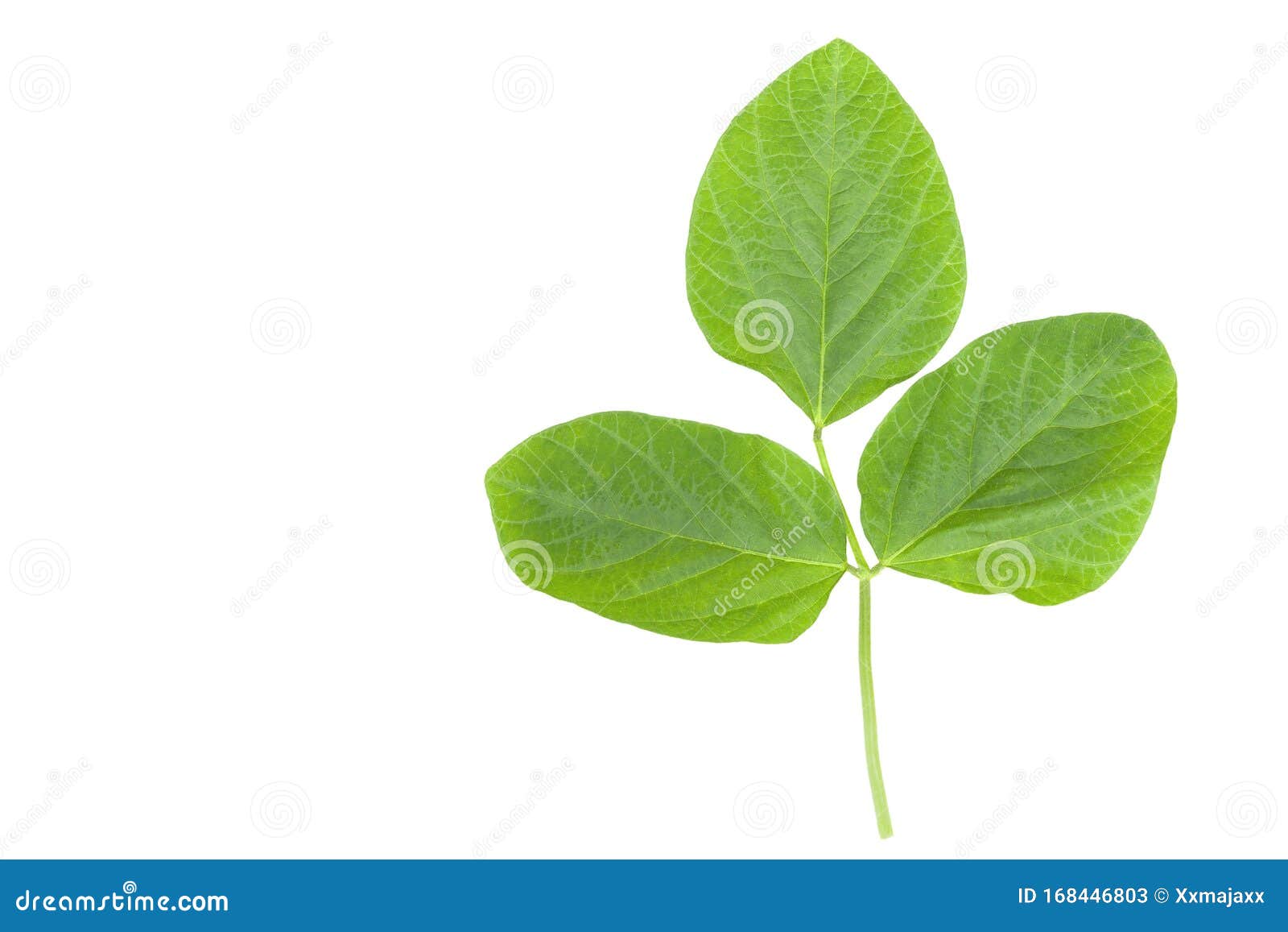 Soya Bean Green Leaf Closeup Isolated on White Background Stock Image ...