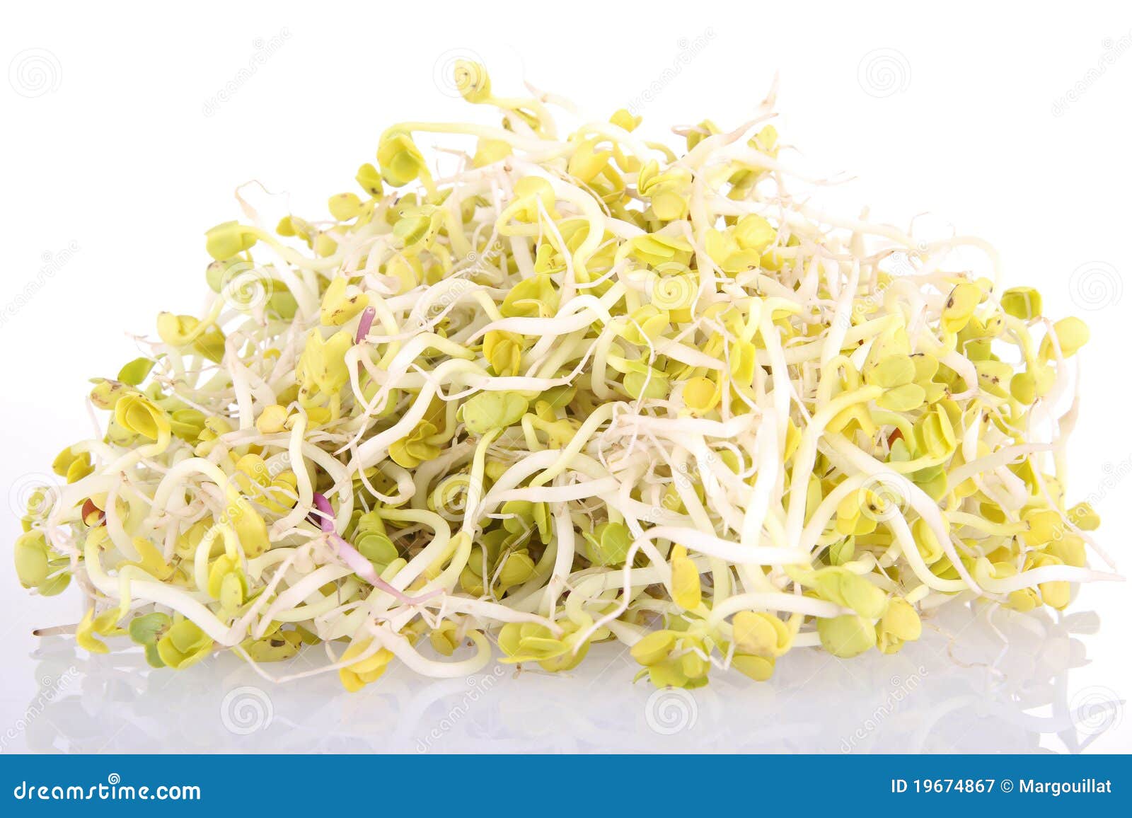Soya bean sprout stock image. Image of white, healthy - 19674867