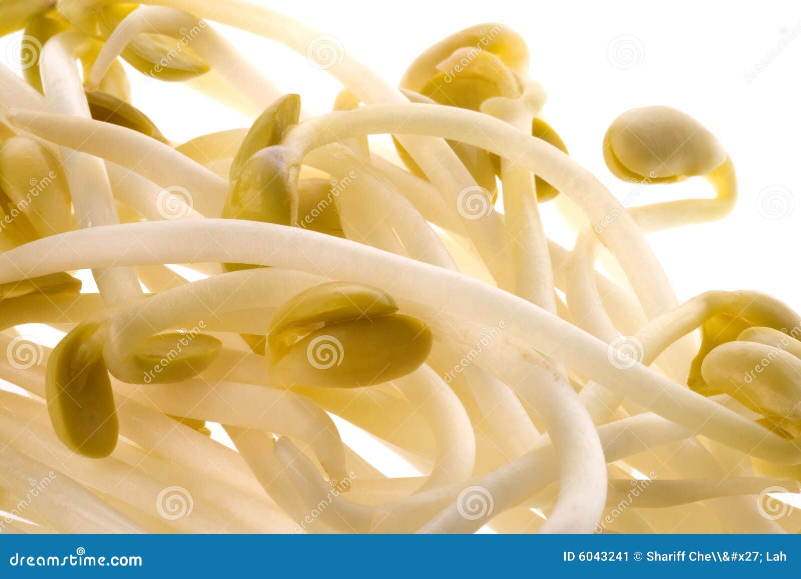 Soya Bean Sprouts stock image. Image of beans, industry - 6043241
