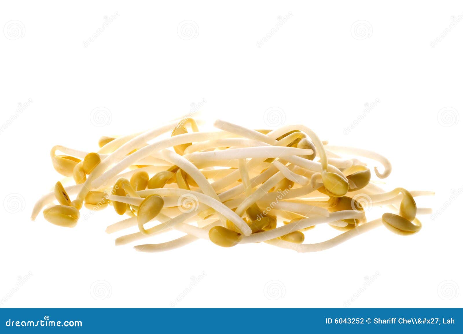 Soya Bean Sprouts stock photo. Image of isolated, vegetables - 6043252