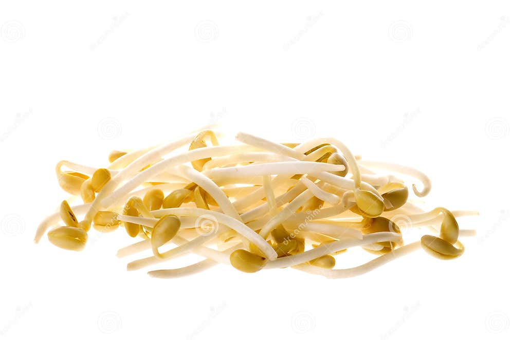 Soya Bean Sprouts stock photo. Image of isolated, vegetables - 6043252