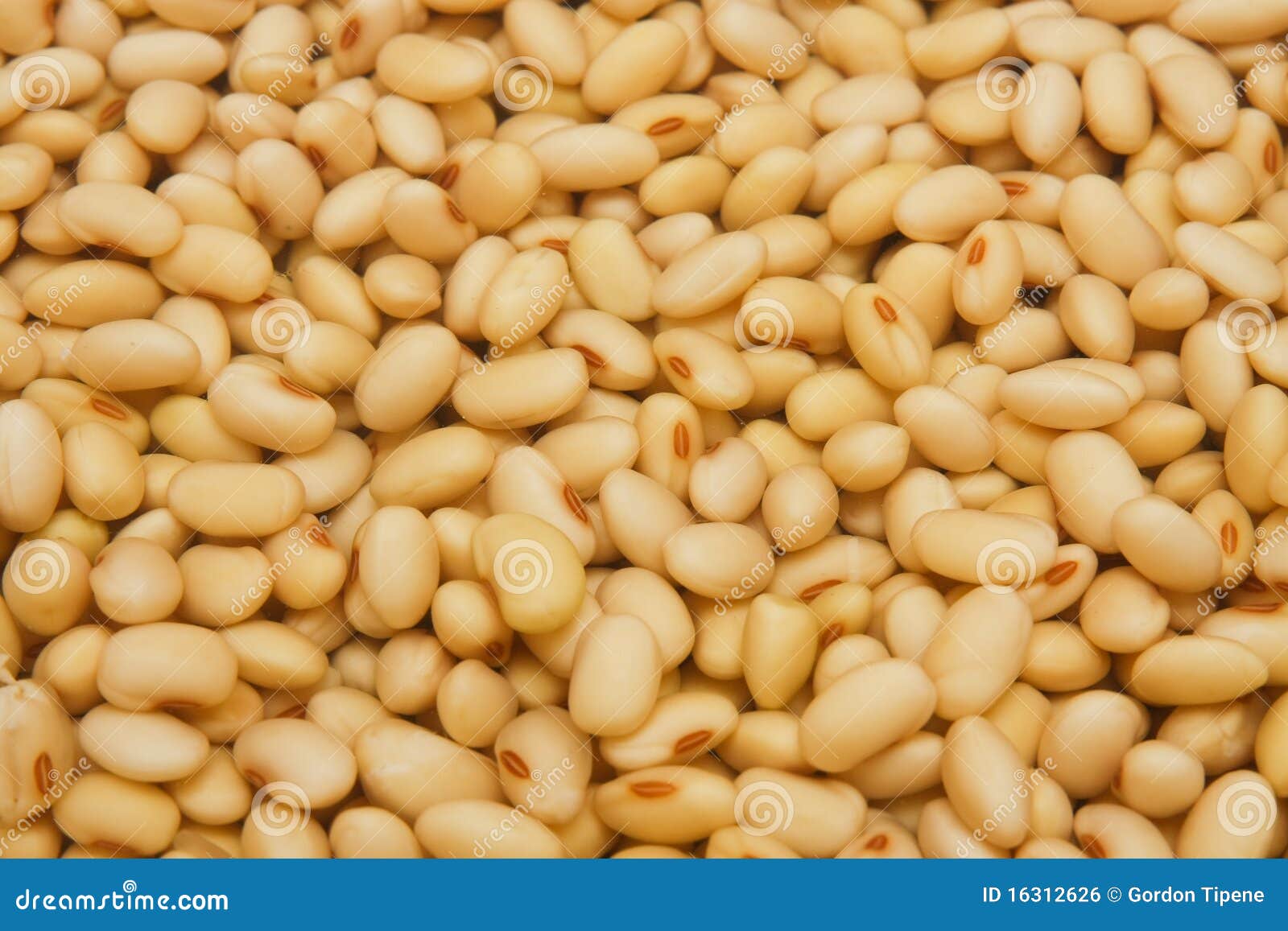 Soya Beans Soaked in Water. Stock Photo - Image of health, fiber: 16312626