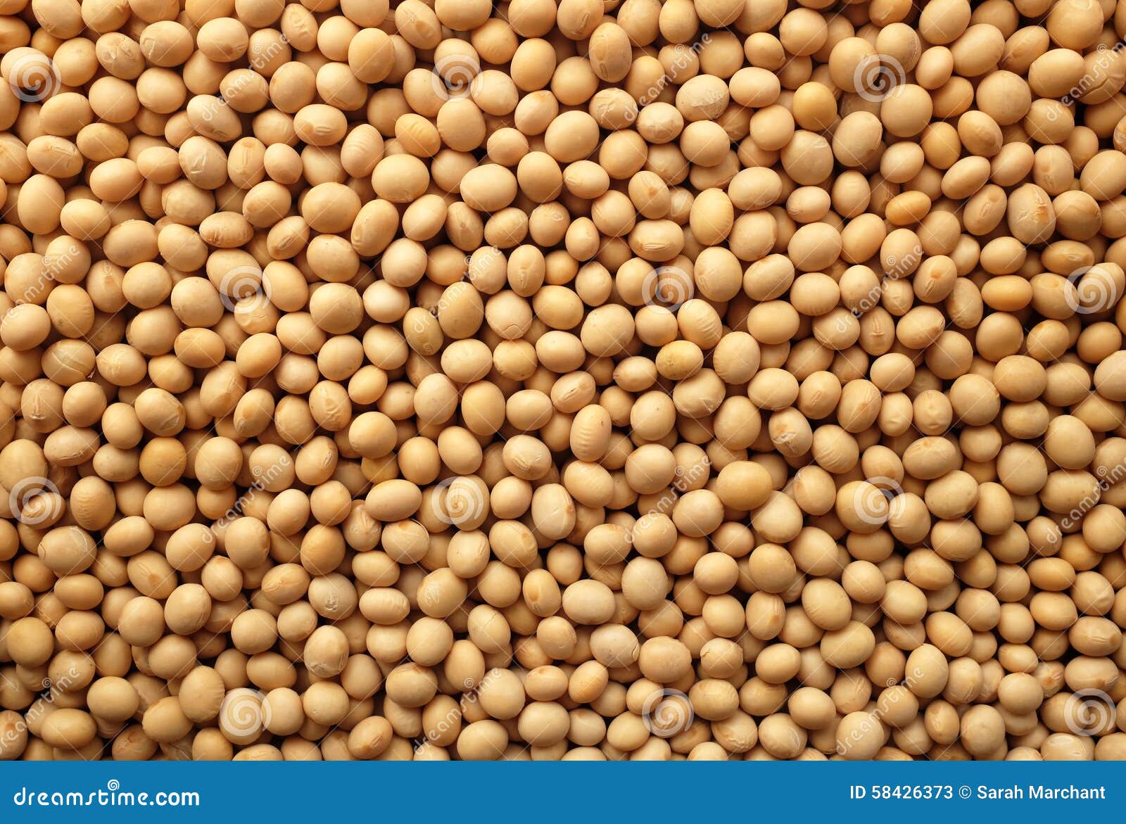 Soya Beans, or Soybeans Background Stock Image - Image of macro, soya ...