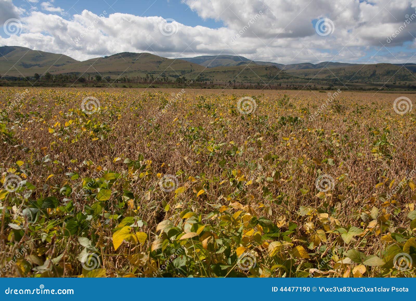 Soya field stock photo. Image of field, shell, growing - 44477190