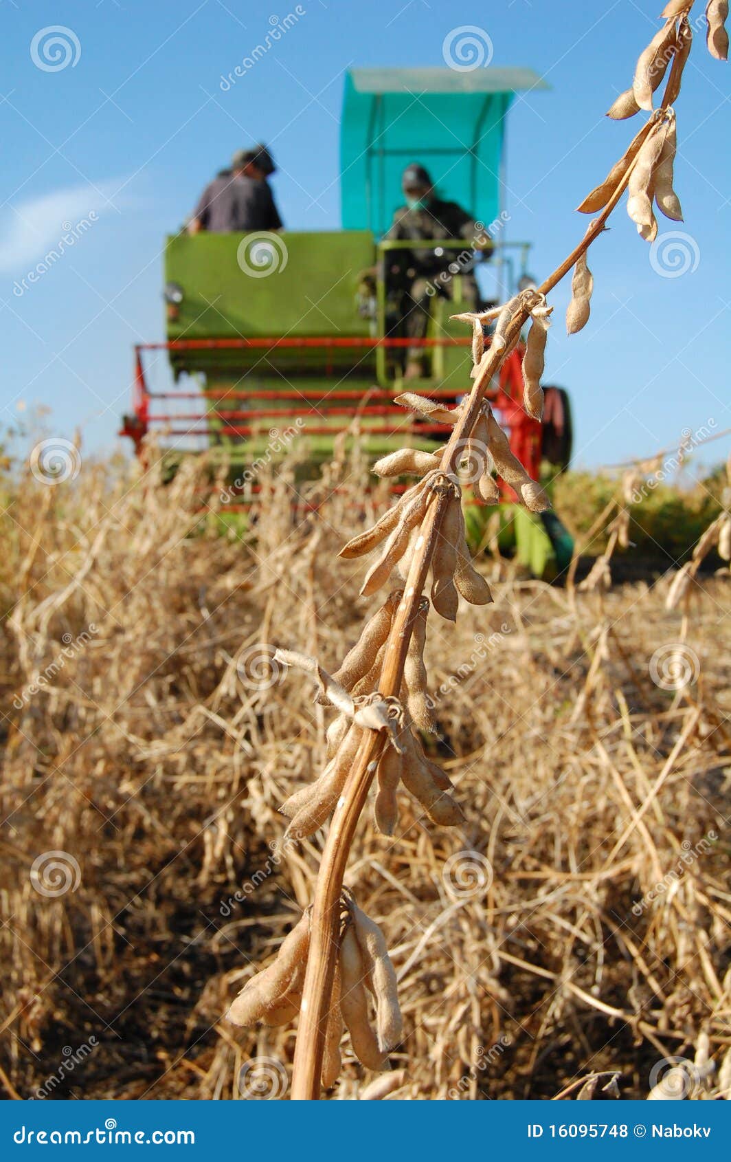 Soya Harvesting Stock Photography | CartoonDealer.com #21553904