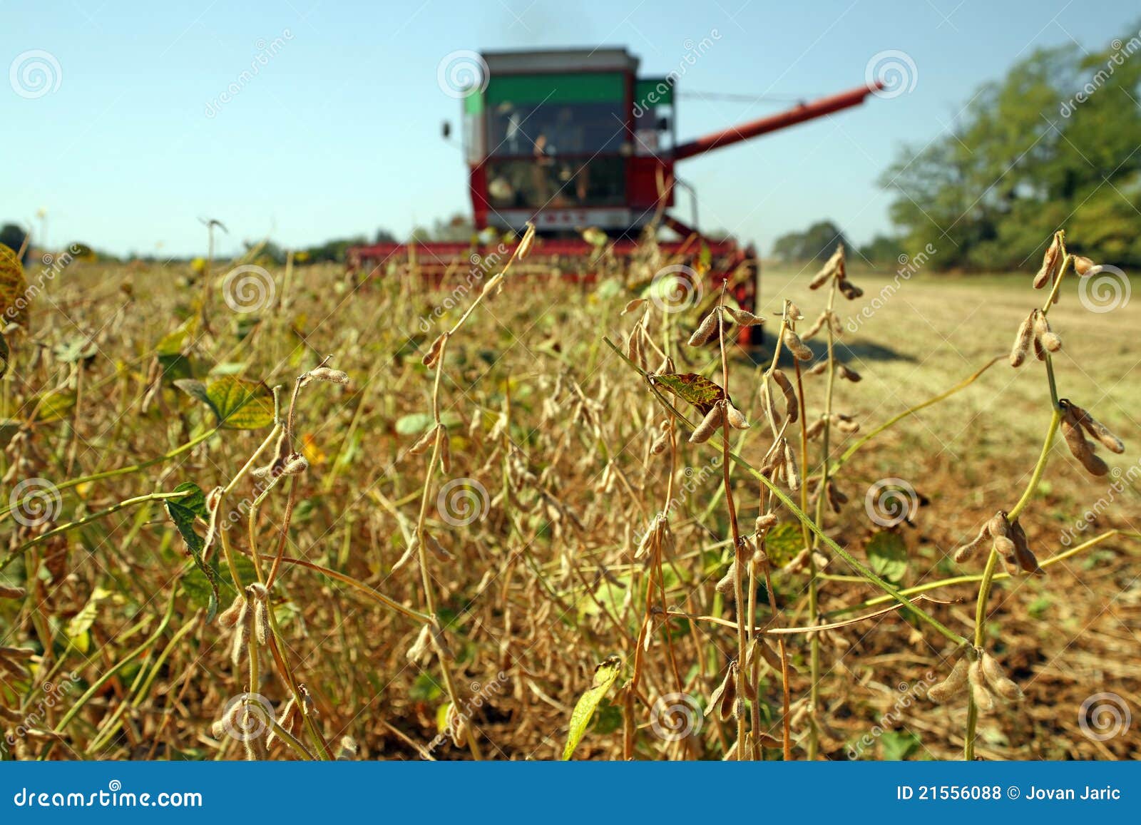 Soya harvesting stock photo. Image of equipment, picking - 21556088