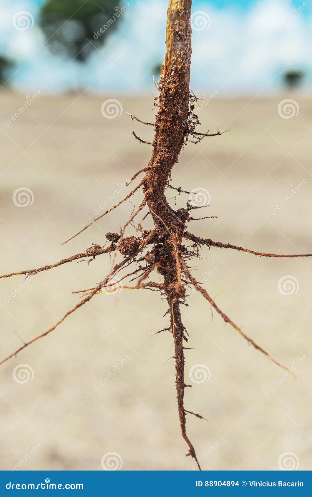 Root Bacteria Nodules Under The Microscope. Stock Photography ...