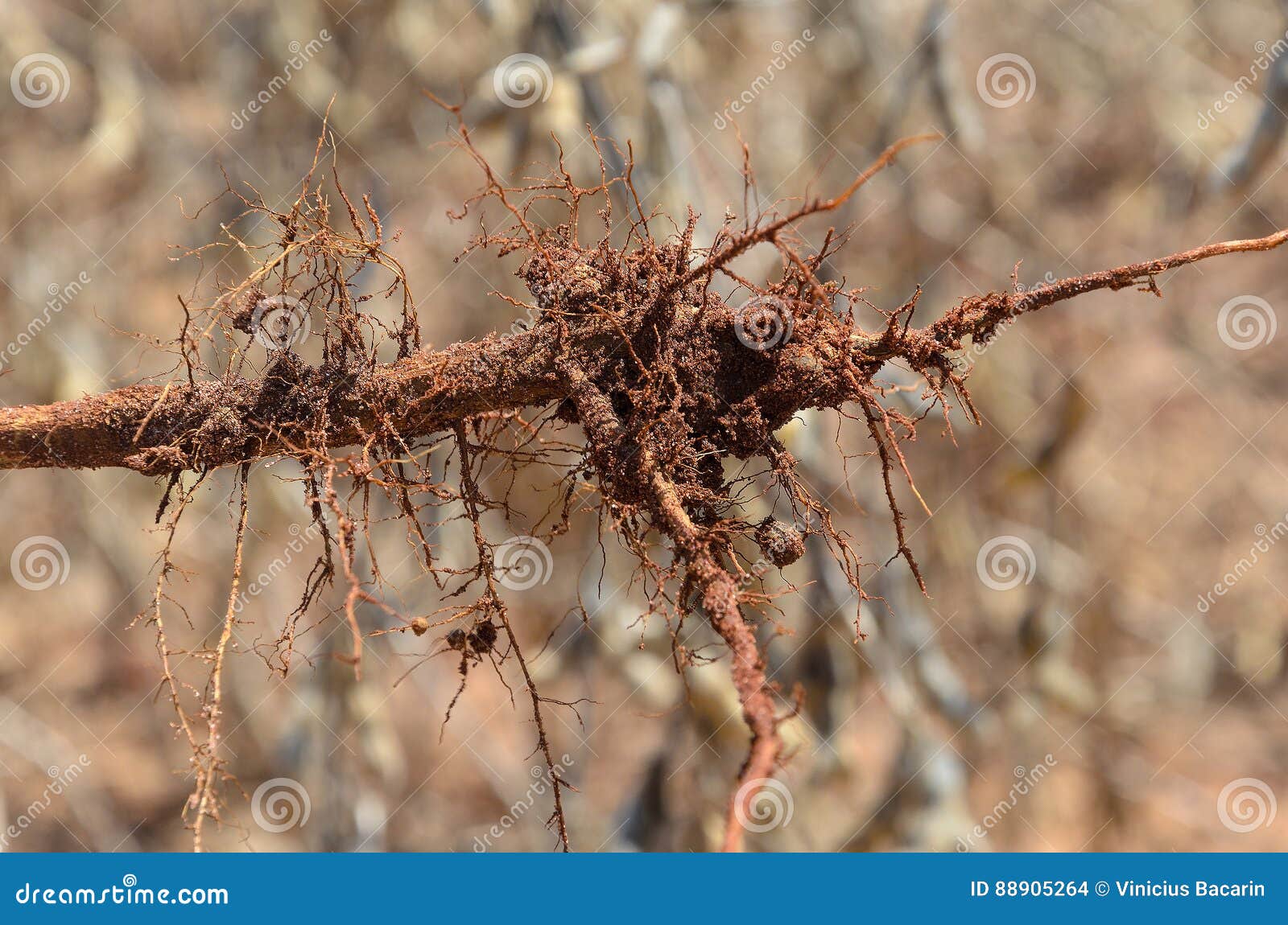 Root Bacteria Nodules Under The Microscope. Stock Photo | CartoonDealer ...