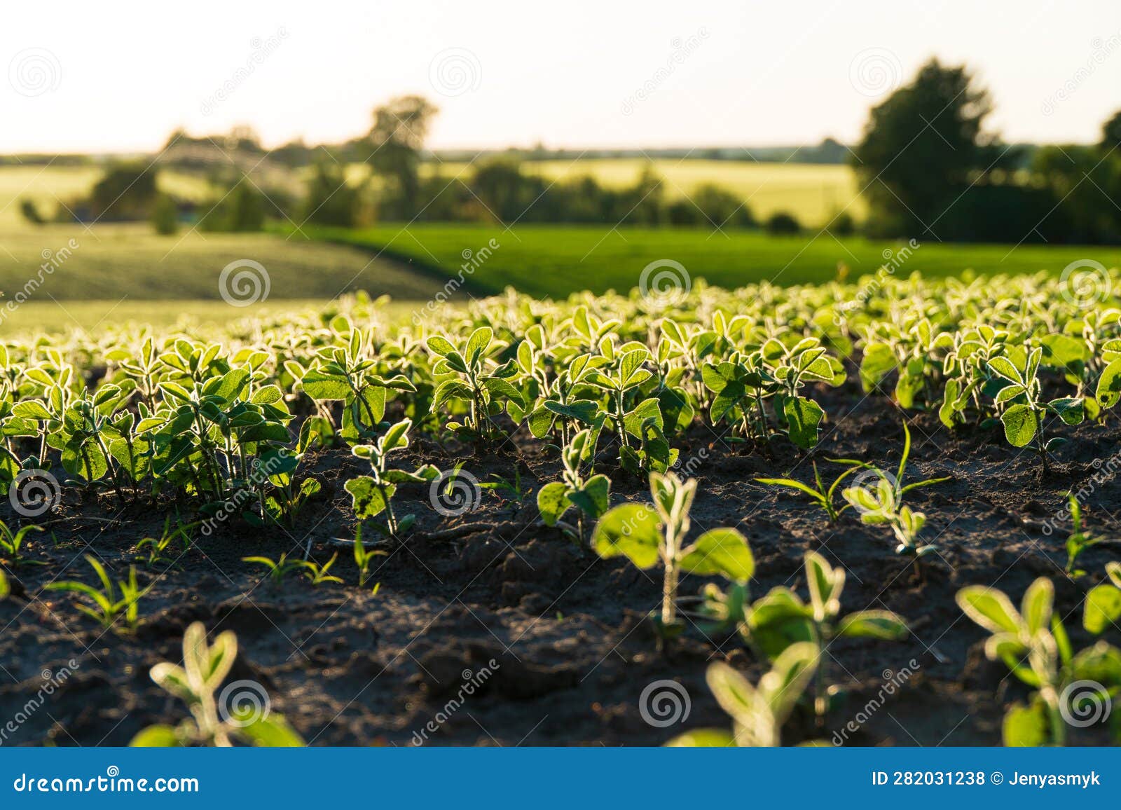 Soya Seedlings are Growing from the Soil. Young Soy Field with Sunset ...
