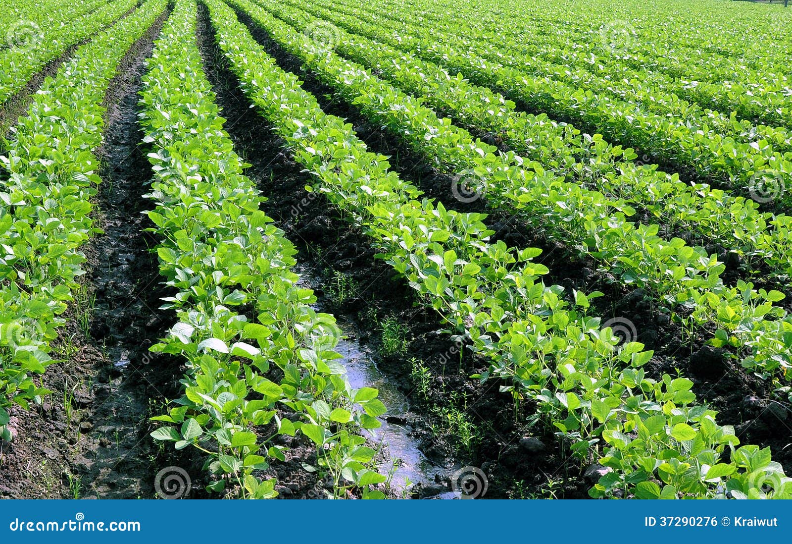 Soyabean field stock photo. Image of green, agriculture - 37290276