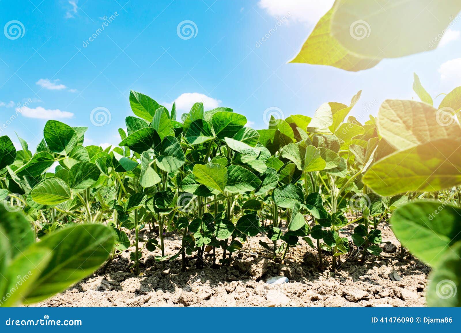 Soyabean field stock photo. Image of food, culture, lettuce - 41476090