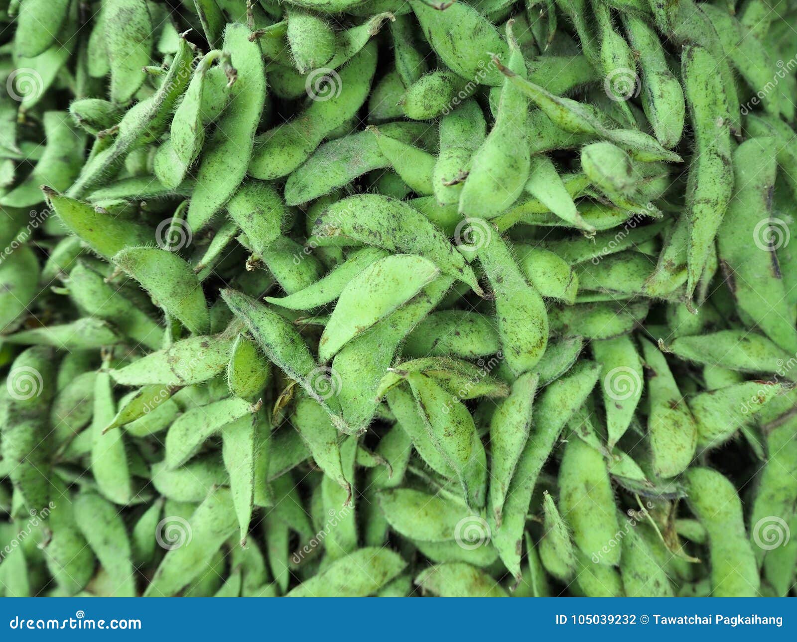 Soybean arkivfoto. Bild av växt, naturligt, fält, protein - 105039232