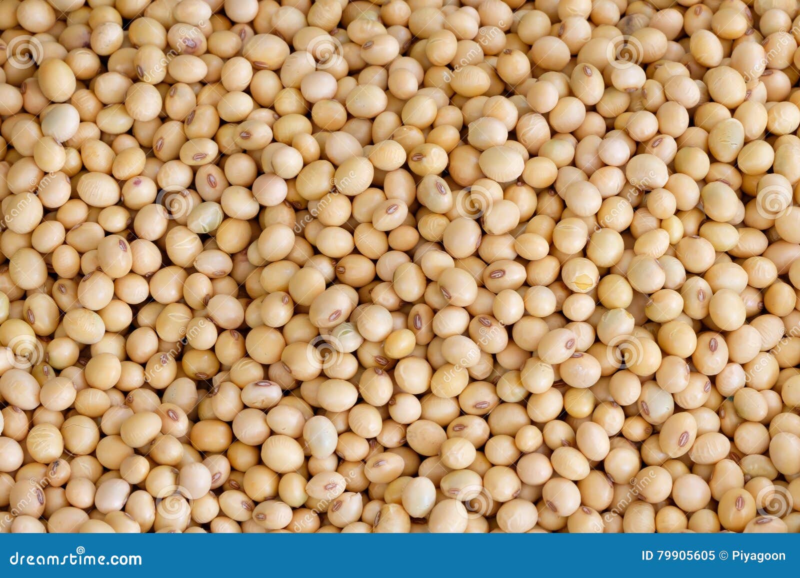 Soybean background stock image. Image of full, grain - 79905605