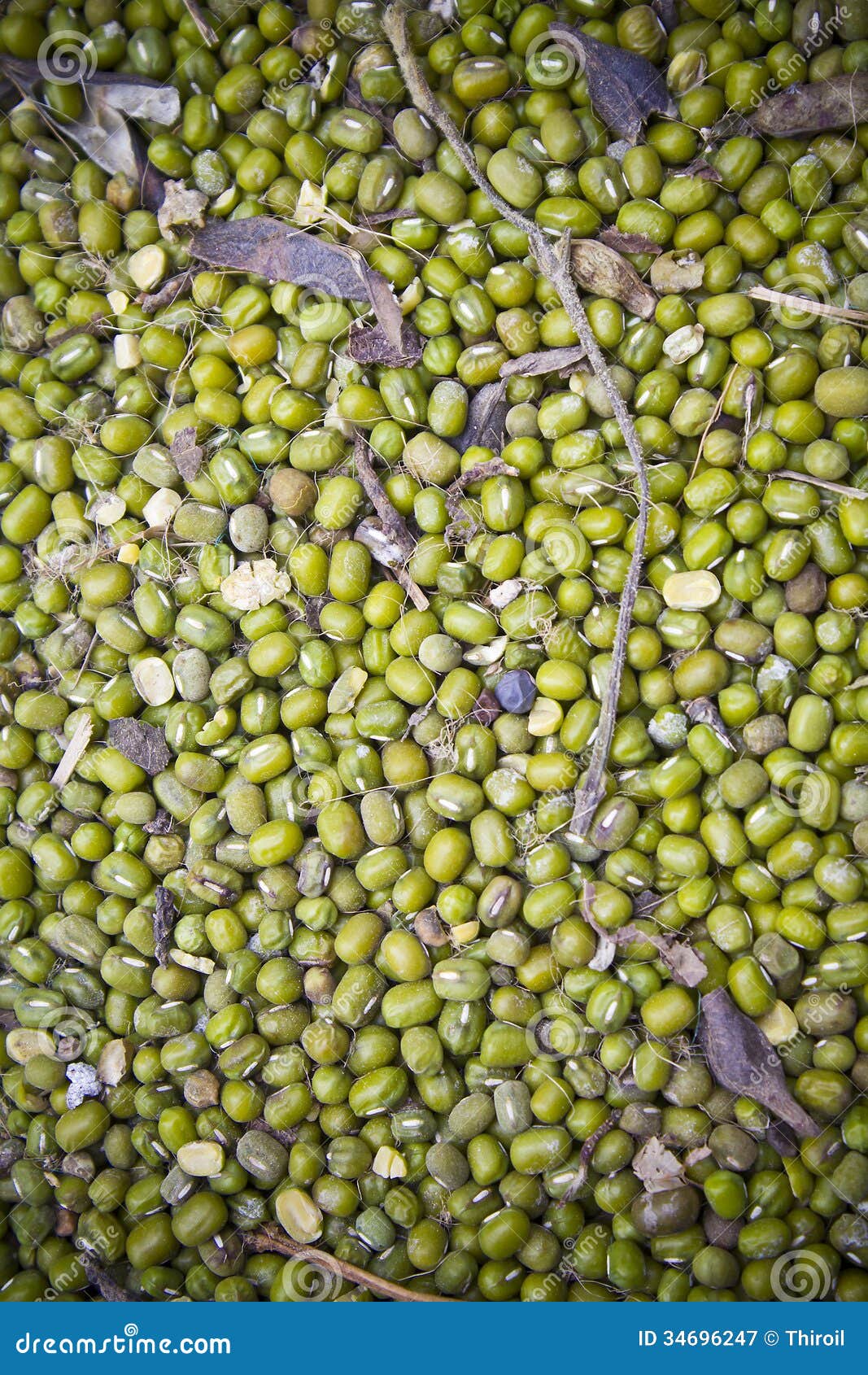 Soybean Background Pattern. Stock Image - Image of closeup, cereal ...