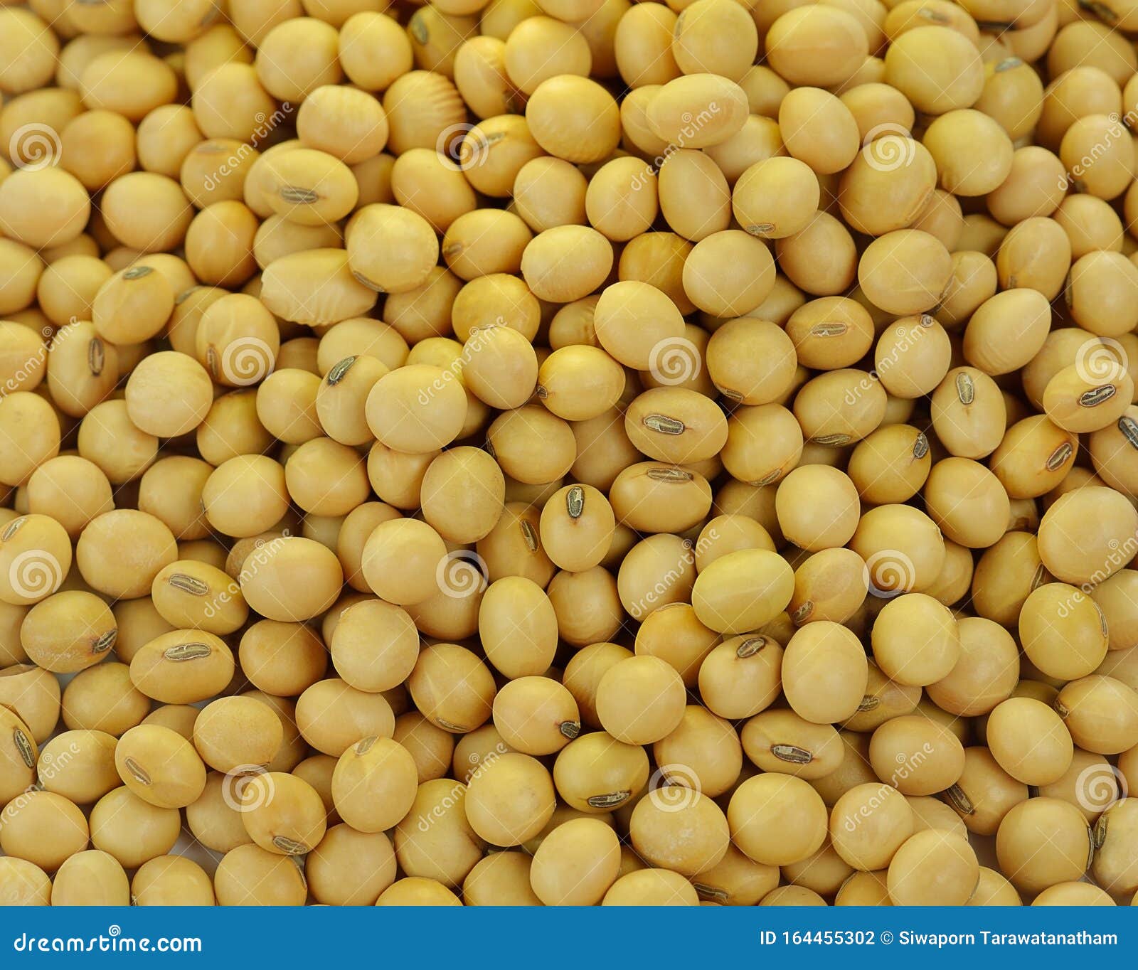 Soybean on background stock photo. Image of natural - 164455302