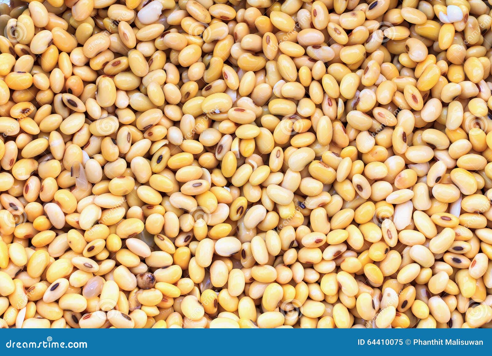 Soybean background. stock image. Image of agriculture - 64410075