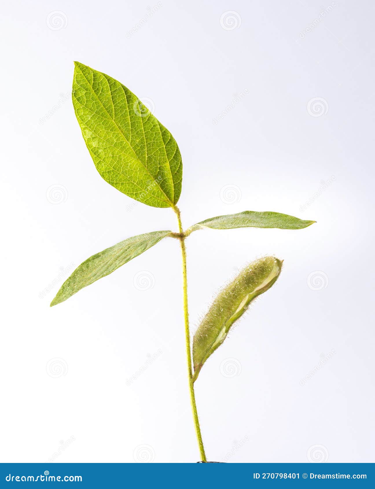 Soybean Branch with 3 Leaves and a Semi-open Pod Isolated on White ...