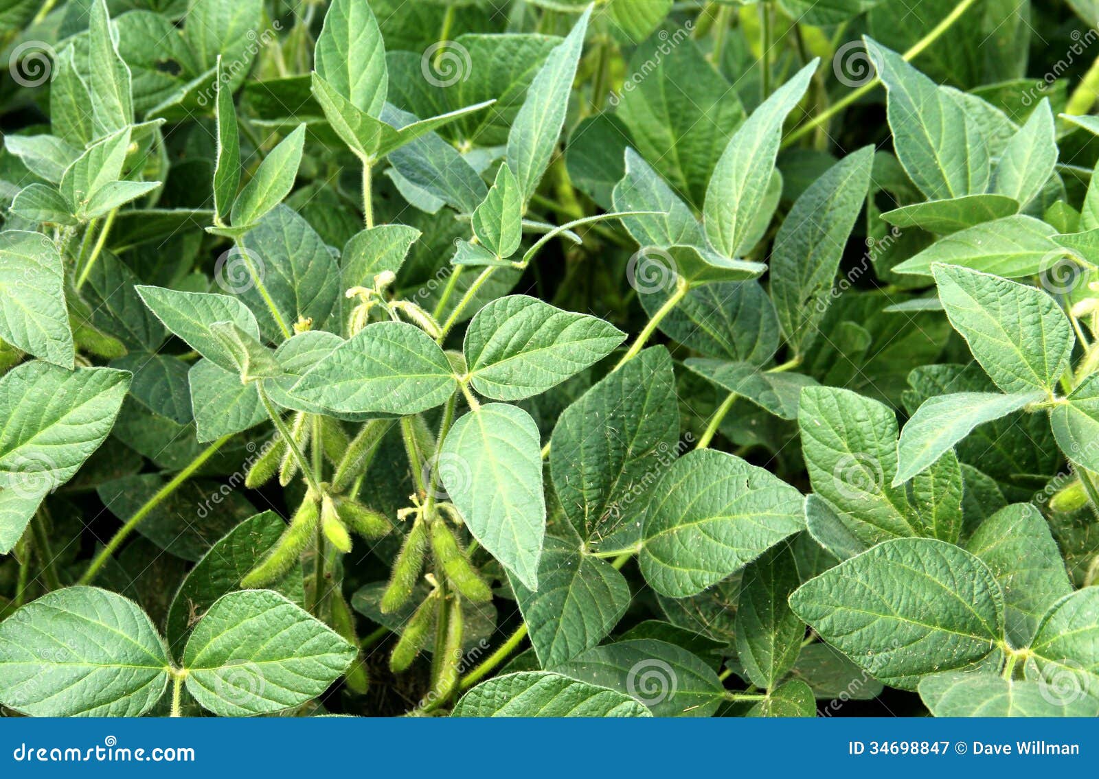 Soybean crop background stock image. Image of soybeans - 34698847