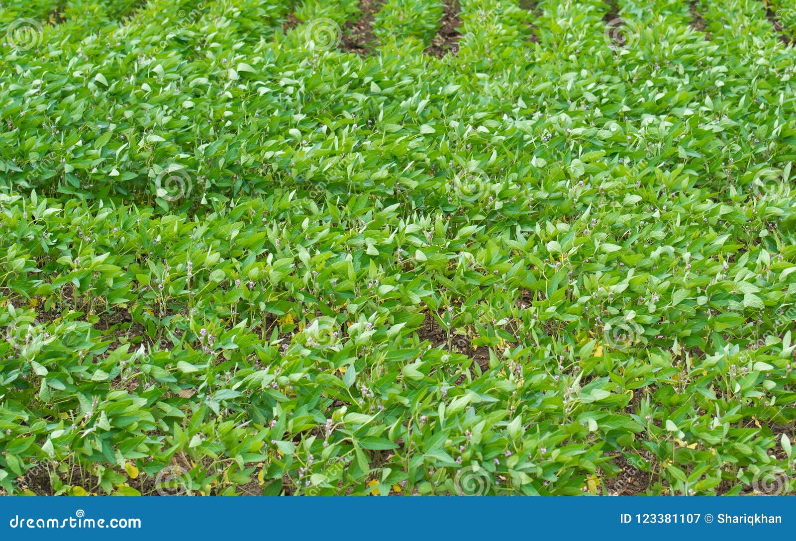 Soybean Crop Field stock image. Image of bhopal, field - 123381107