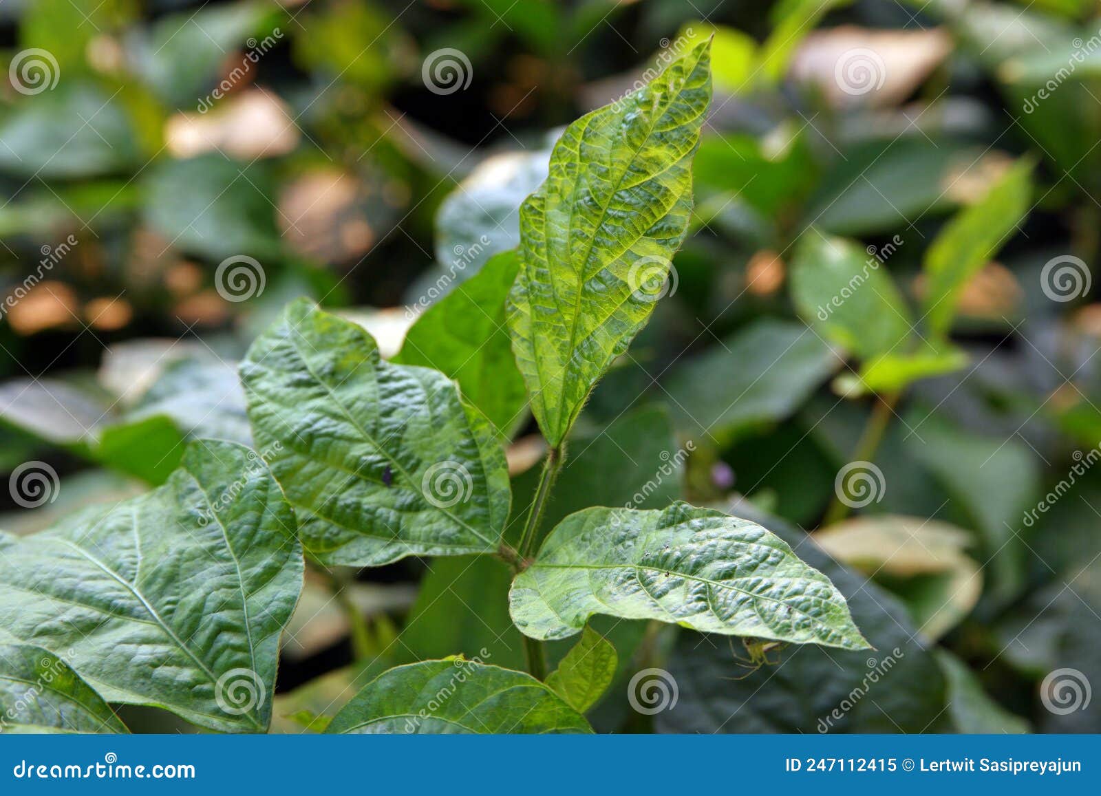 Soybean Disease on Leaf from Virus Stock Image - Image of fresh, food ...