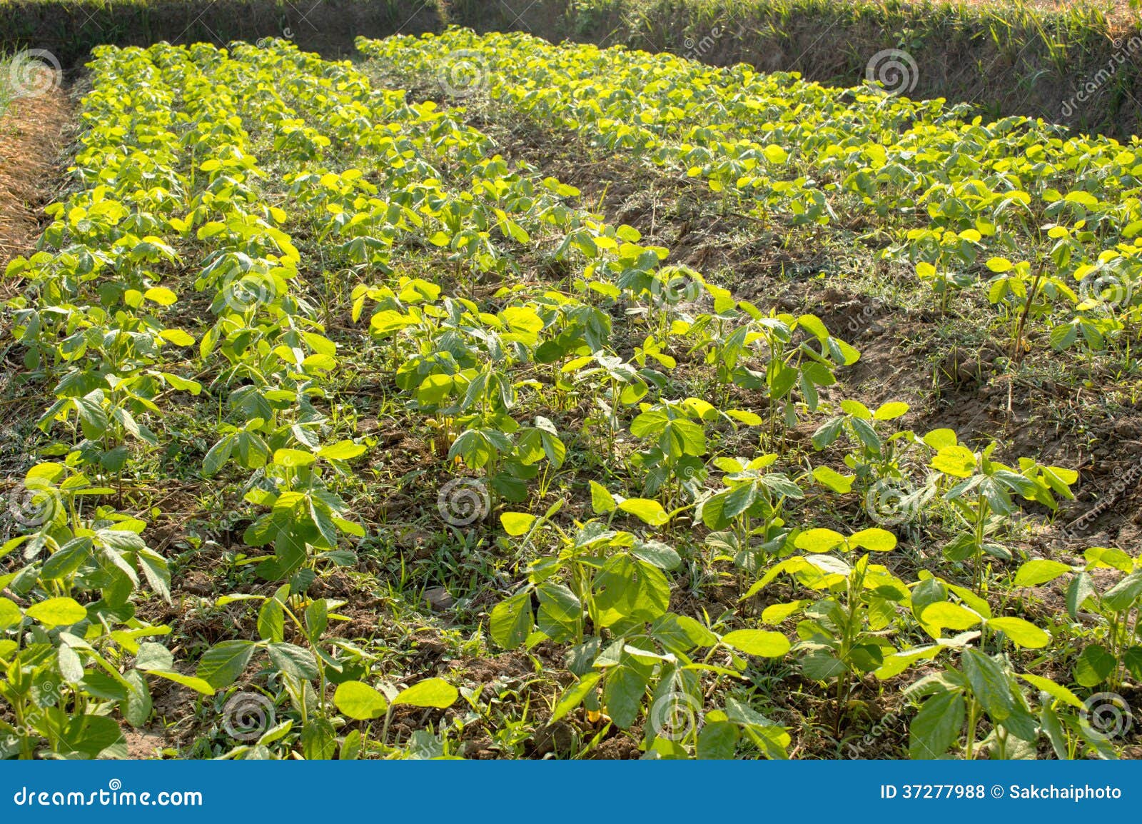 Soybean farm stock photo. Image of cultivate, plant, grow - 37277988