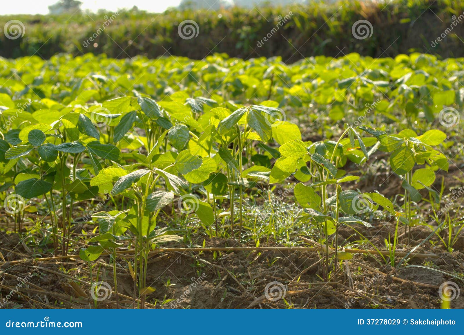 Soybean farm stock image. Image of cultivate, countryside - 37278029
