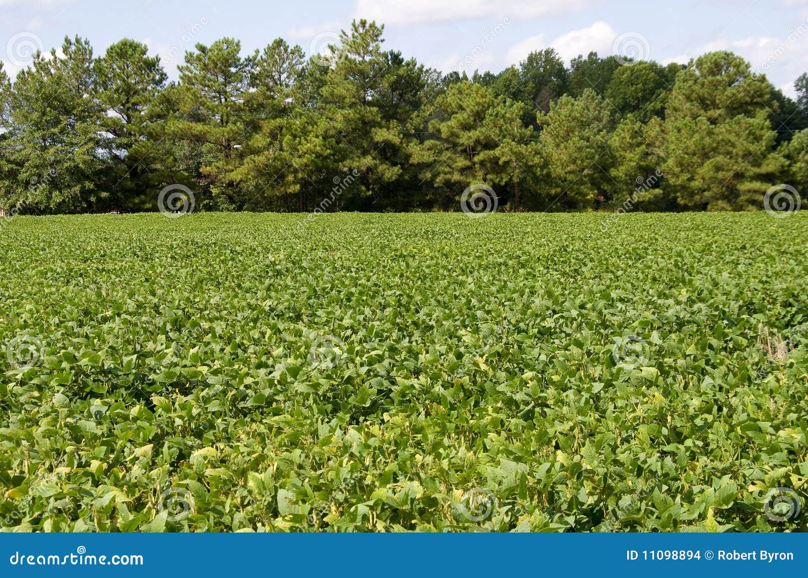 Soybean Field stock photo. Image of fresh, leaf, farm - 11098894