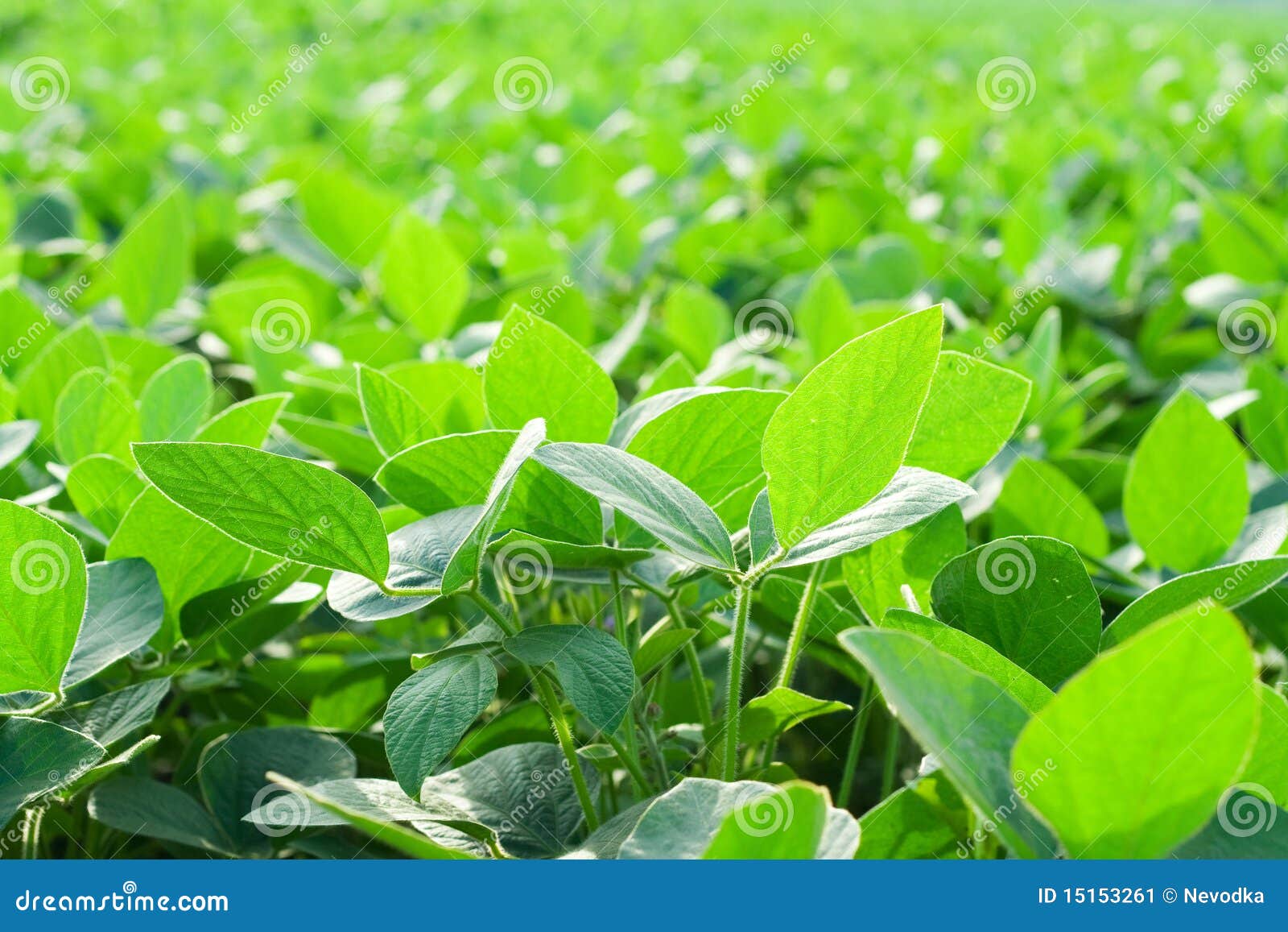 Soybean field stock image. Image of rows, ethanol, closeup - 15153261