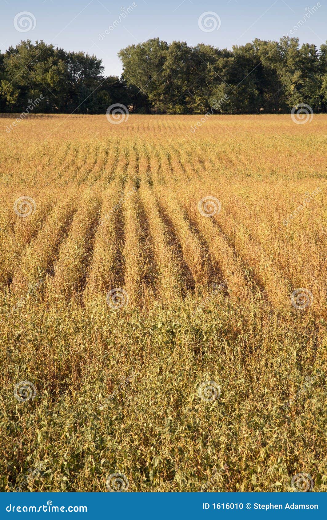 Soybean Field stock photo. Image of land, rural, field - 1616010