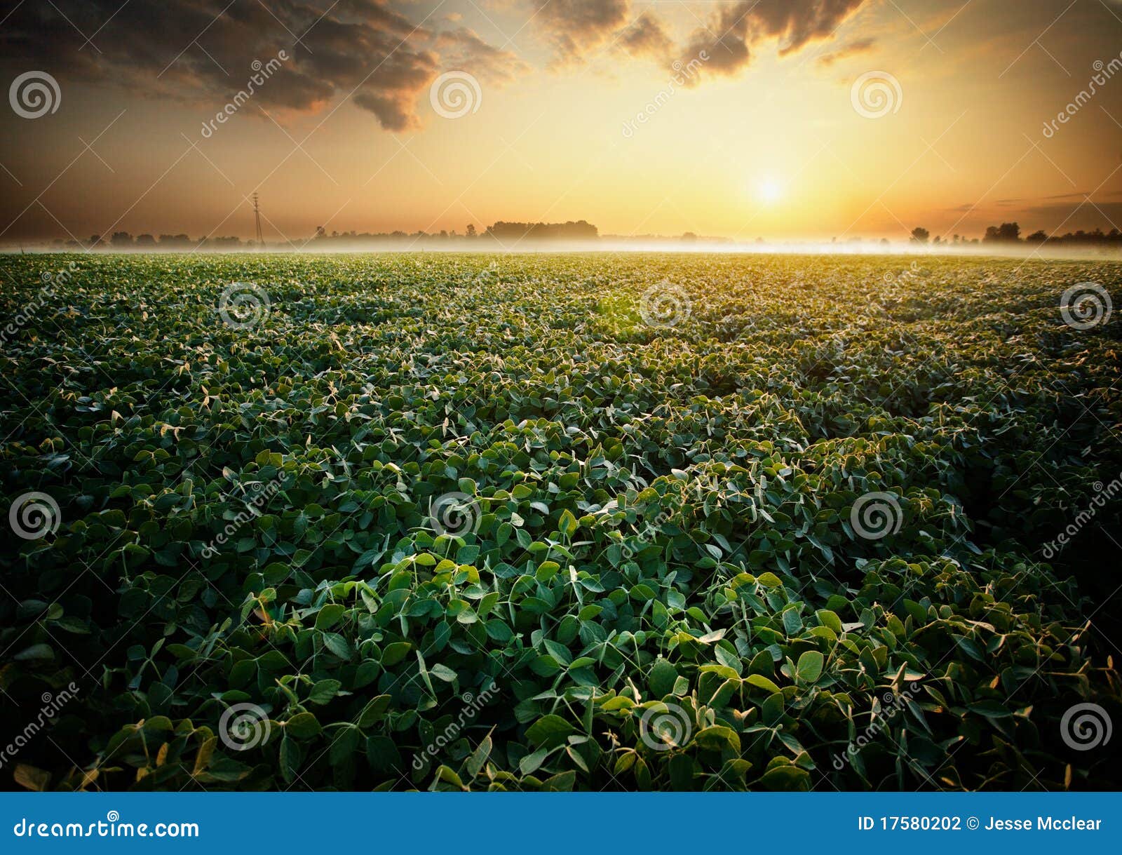 Soybean field stock photo. Image of sundown, twilight - 17580202
