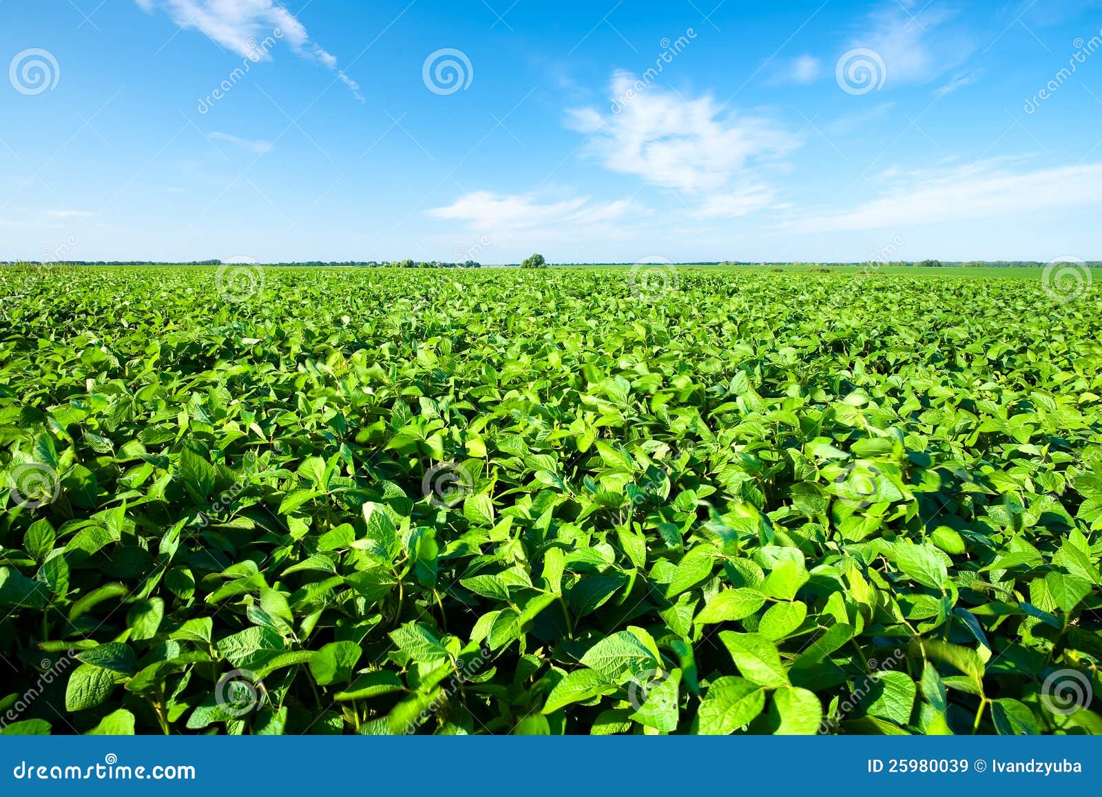 Soybean field stock image. Image of agriculture, legume - 25980039