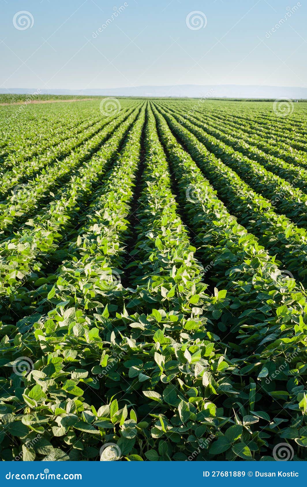 Soybean field stock image. Image of agriculture, field - 27681889