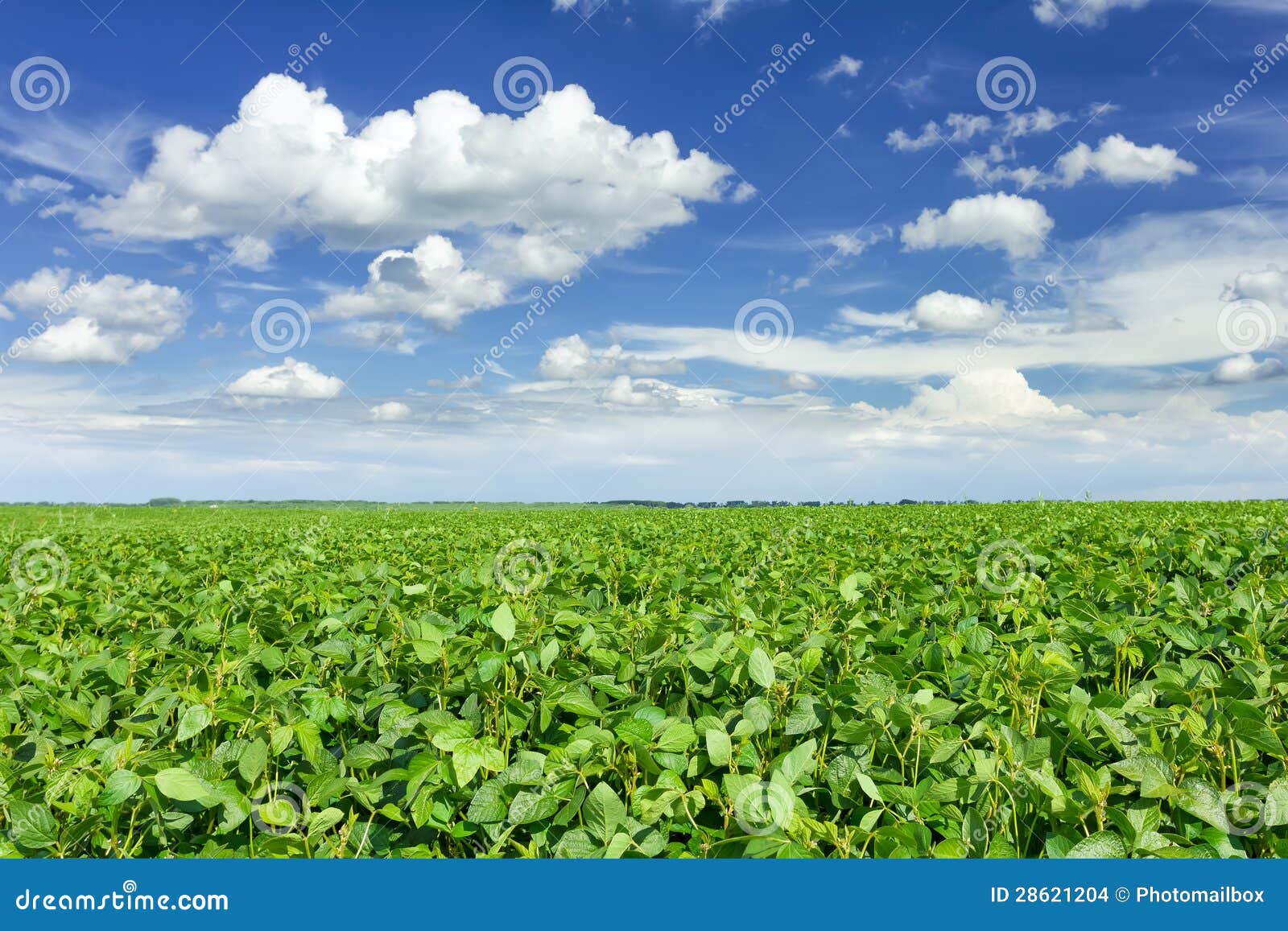 Soybean Field Stock Images - Image: 28621204