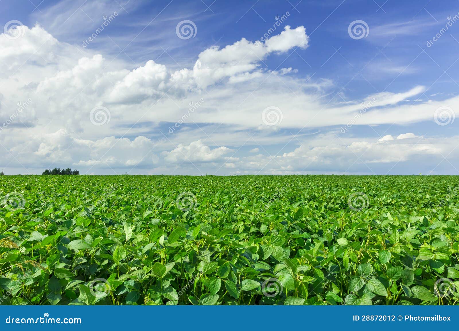 Soybean field stock photo. Image of farming, growth, farmland - 28872012
