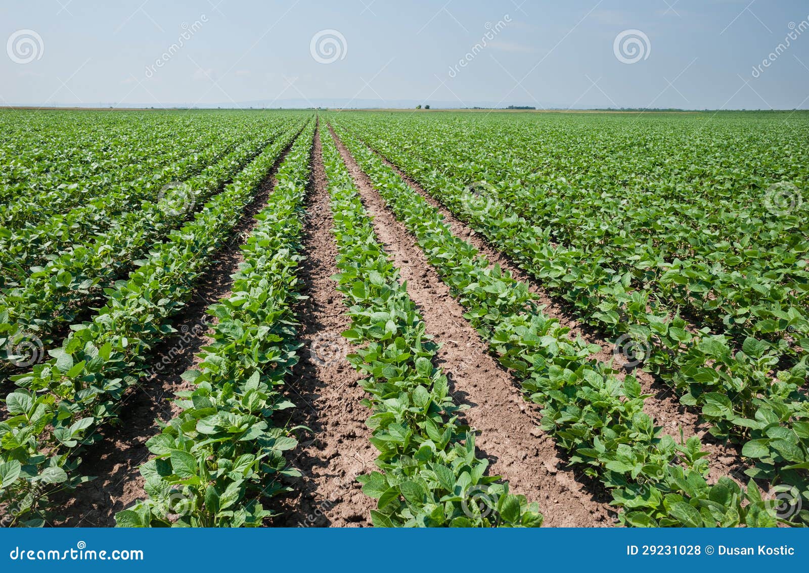 Soybean field stock photo. Image of dirt, field, growing - 29231028
