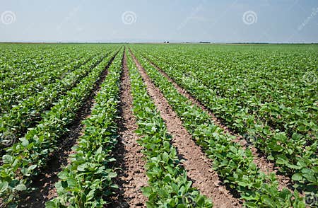 Soybean field stock photo. Image of dirt, field, growing - 29231028