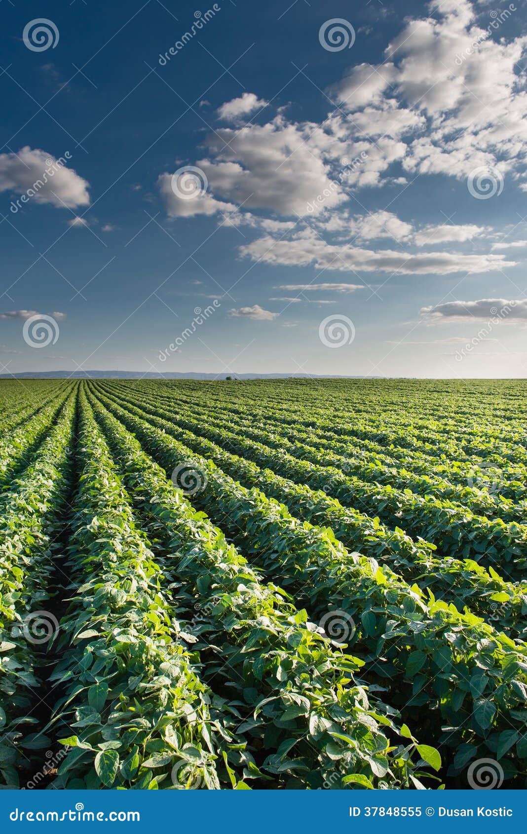 Soybean Field stock image. Image of field, products, nature - 37848555