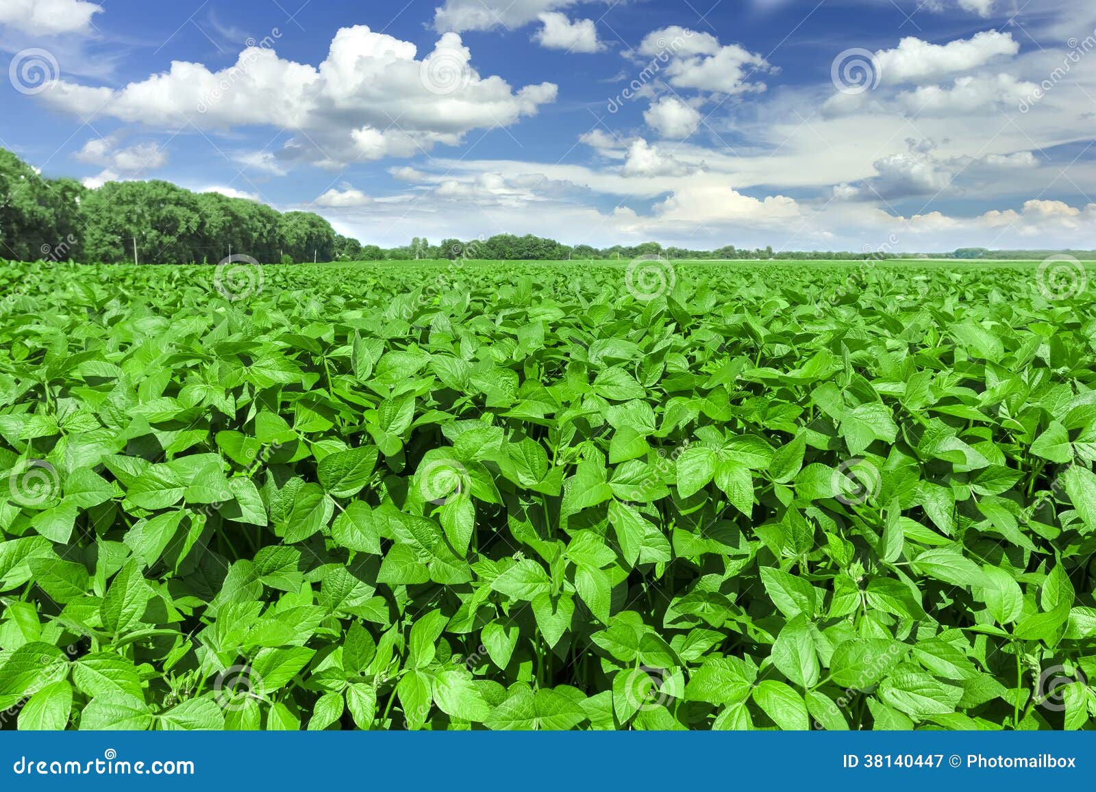 Soybean field stock image. Image of crop, harvest, bean - 38140447