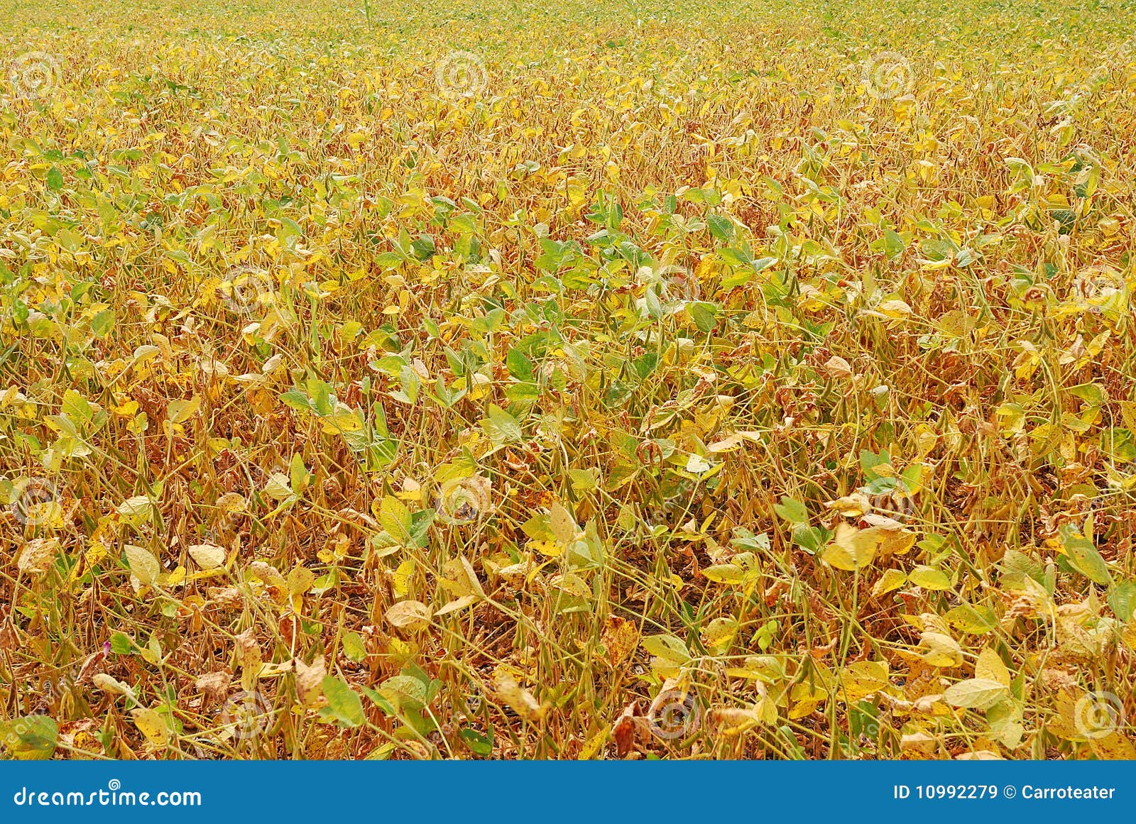 Soybean Field In Autumn Royalty Free Stock Images - Image: 10992279