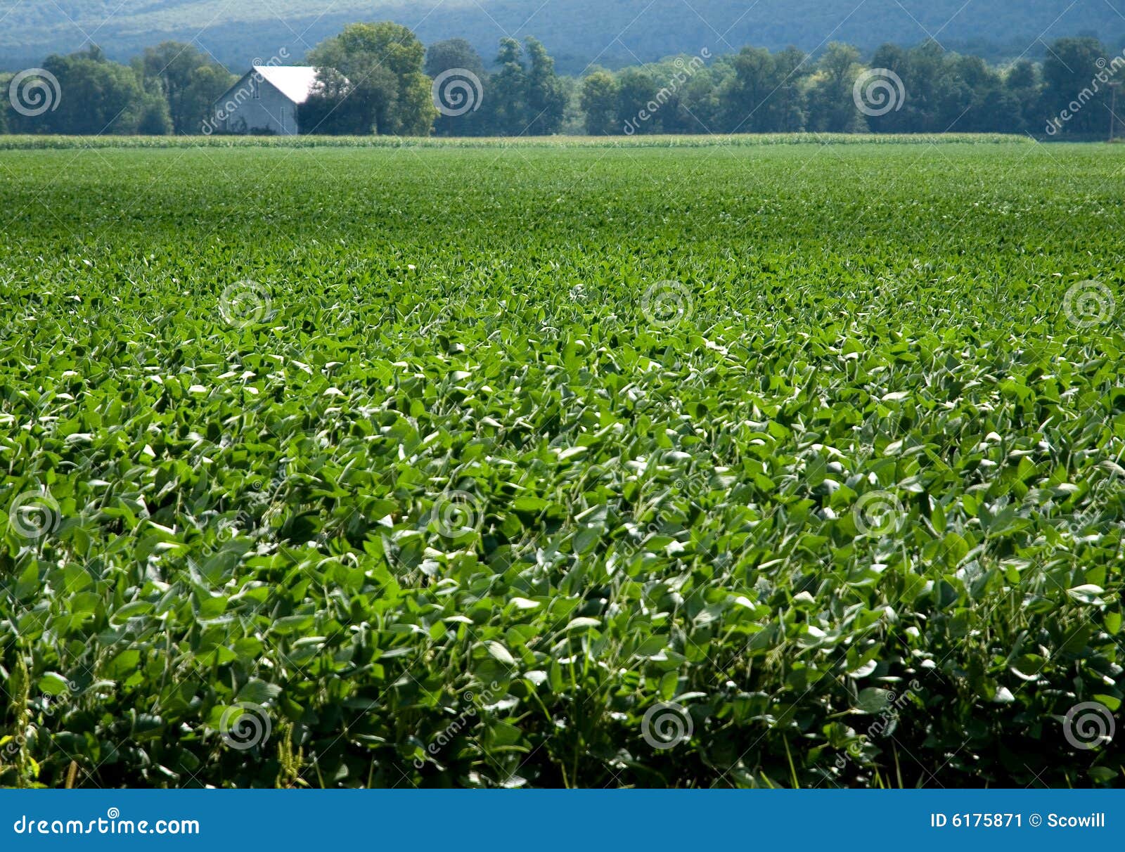 Soybean Field Barn In Background Royalty-Free Stock Photography ...