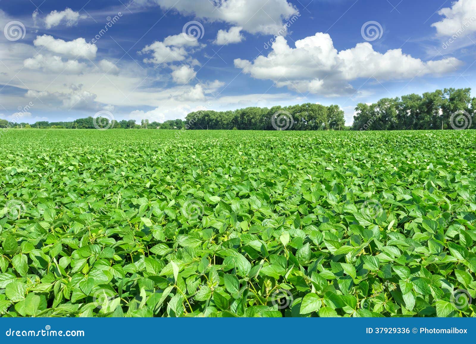 Soybean field stock photo. Image of garden, green, field - 37929336