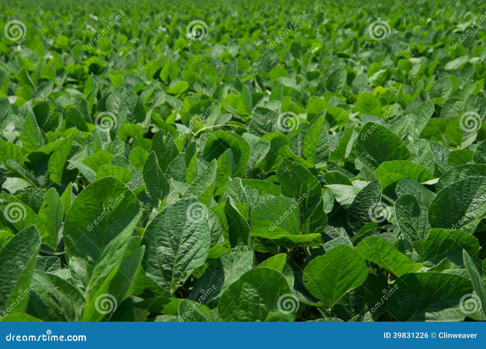 Soybean Field stock photo. Image of farming, food, plants - 39831226