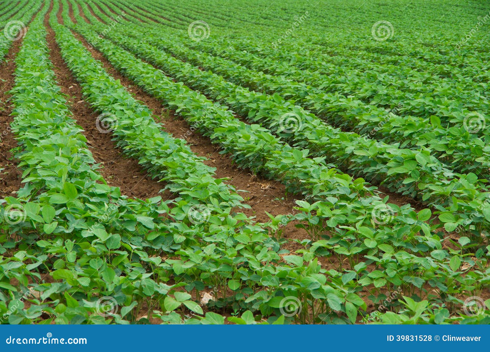 Soybean Field stock photo. Image of farm, bean, grain - 39831528
