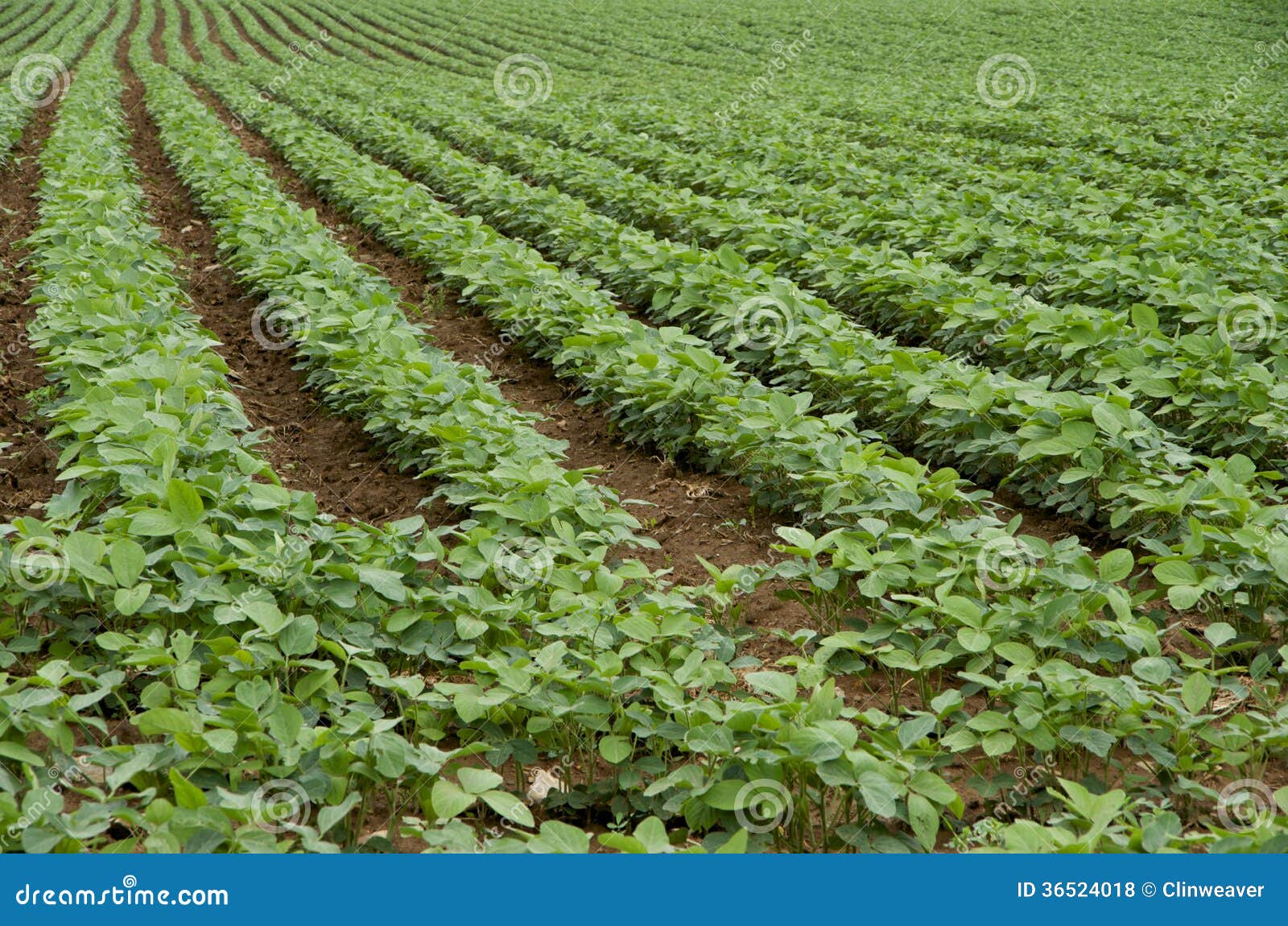 Rows of Soybeans in a Field Stock Photo - Image of soybeans, legumes ...