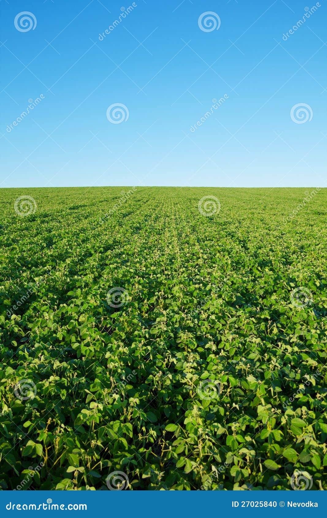 Soybean Field with Fresh Soya Stock Photo - Image of agriculture, pods ...