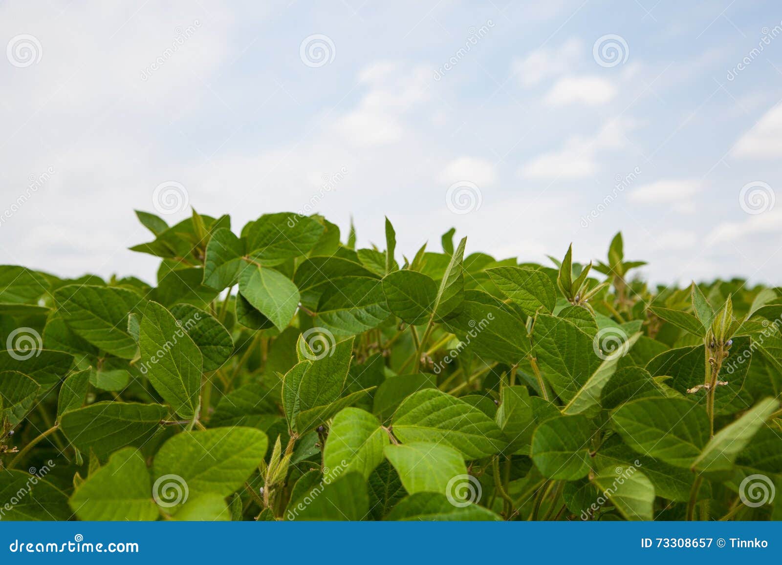 Soybean field stock image. Image of healthy, field, rural - 73308657