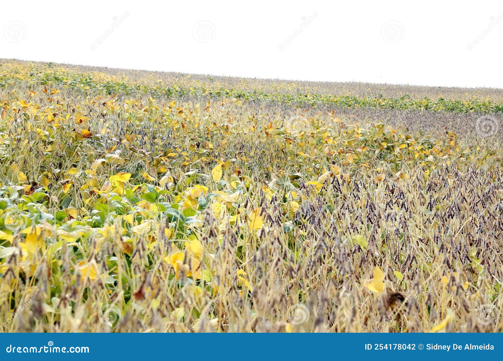 Soybean Field and Plants Growing in Rows Stock Photo - Image of brazil ...