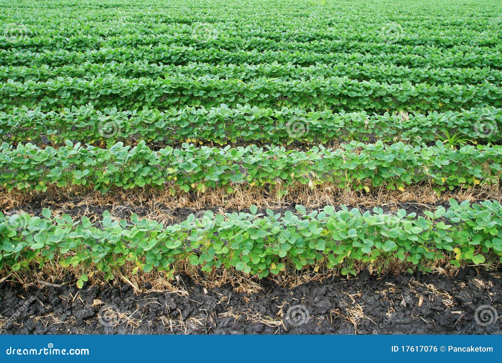 Soybean field rows stock photo. Image of soya, agriculture - 17617076