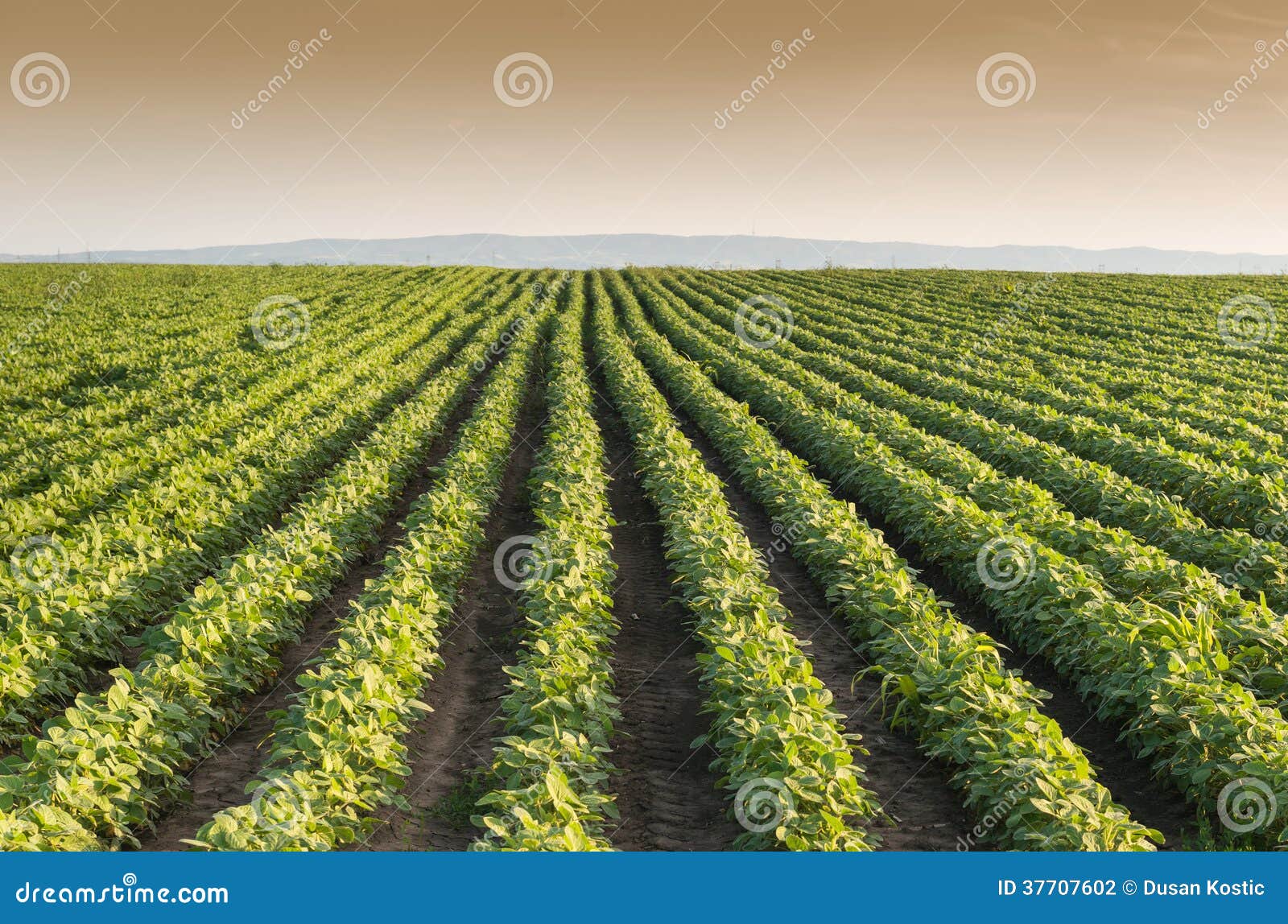 Soybean Field Rows stock photo. Image of food, sunlight - 37707602