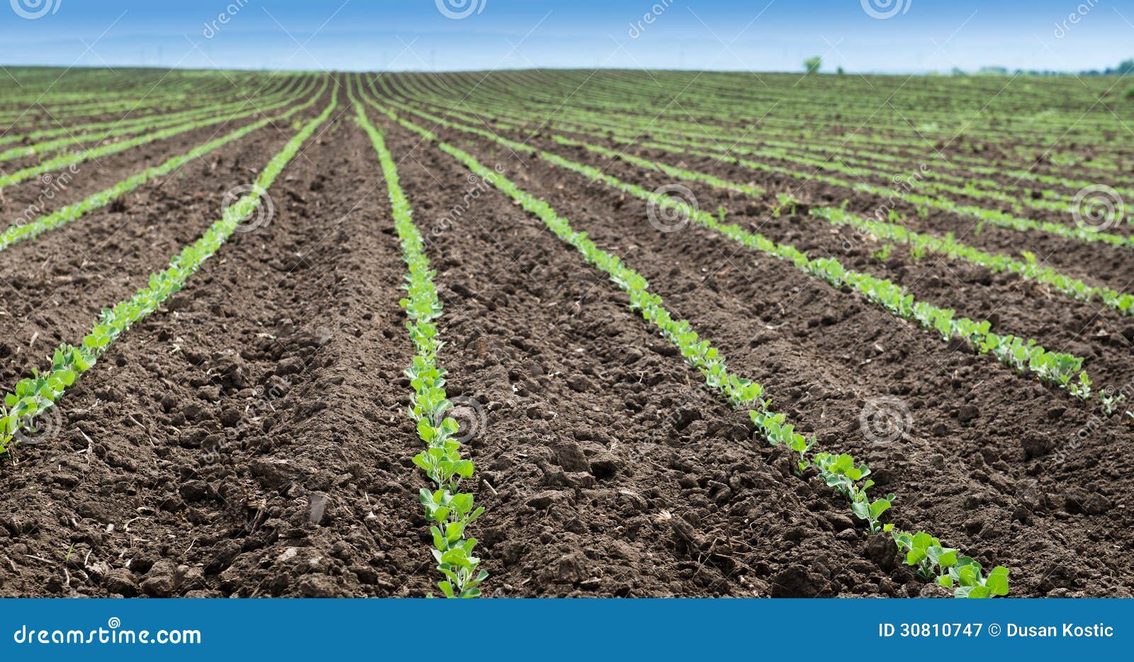 Soybean Field Rows stock image. Image of lines, farm - 30810747